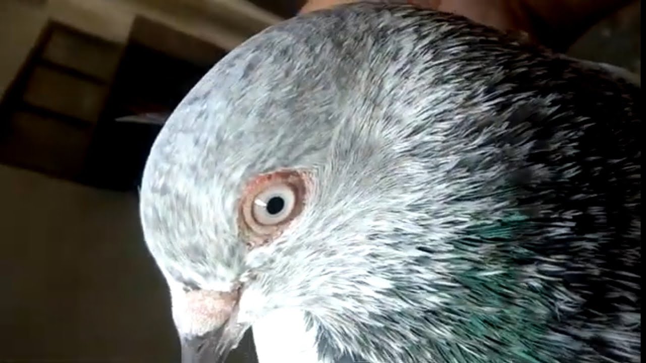 High flying giribaj sobuj gola kobutar pathor choker 🕊️🕊️||#birds # ...