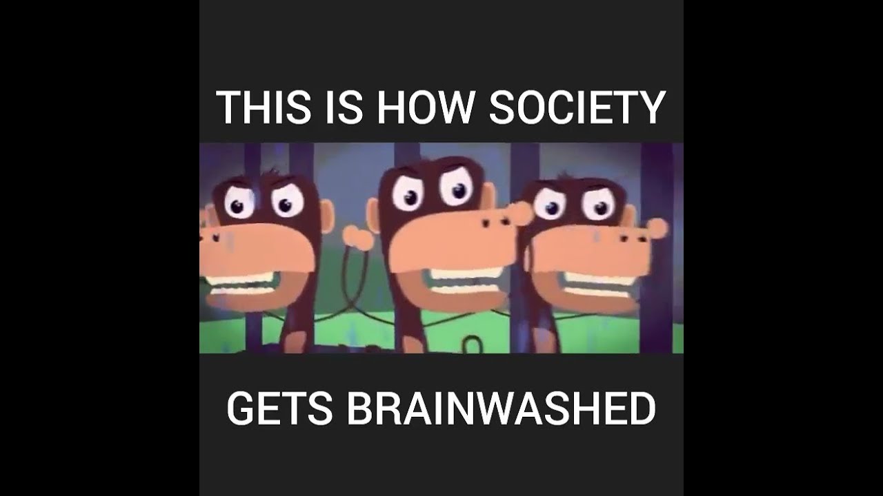 Brainwashing 5 Monkeys To Apply To Society [hd 720p] - YouTube