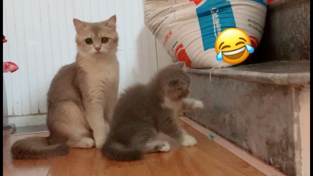 Mama cat is always worried about the safety of her babies 🤪 Oh too cute ...