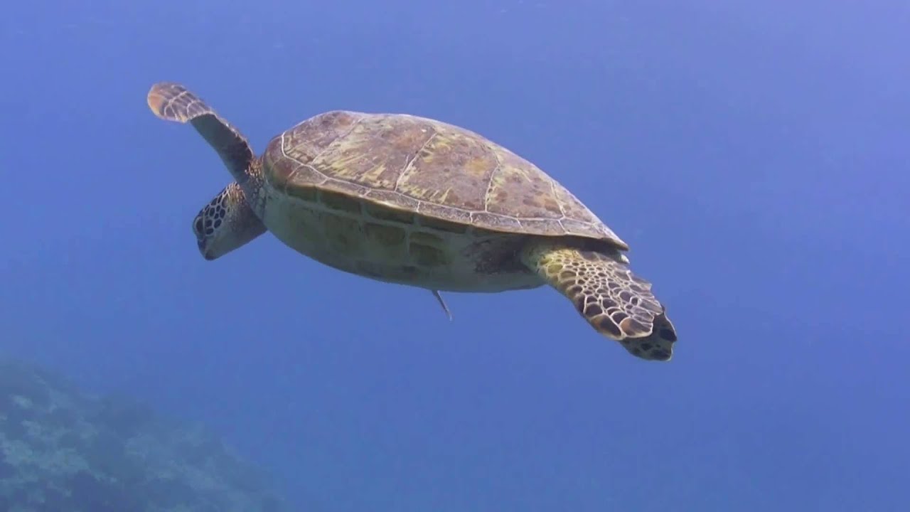 Turtle says "Hello" - YouTube