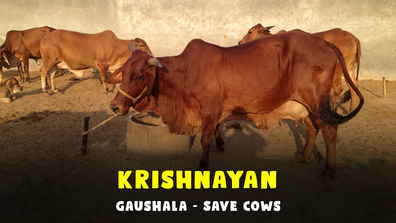 Krishnayan Gaushala - Save Cows - YouTube