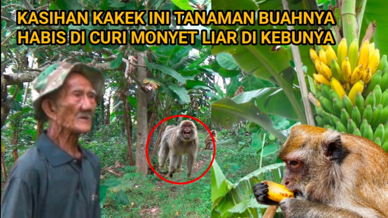 KASIHAN KAKEK INI TANAMAN BUAHNYA HABIS DI CURI MONYET LIAR DI KEBUNYA ...
