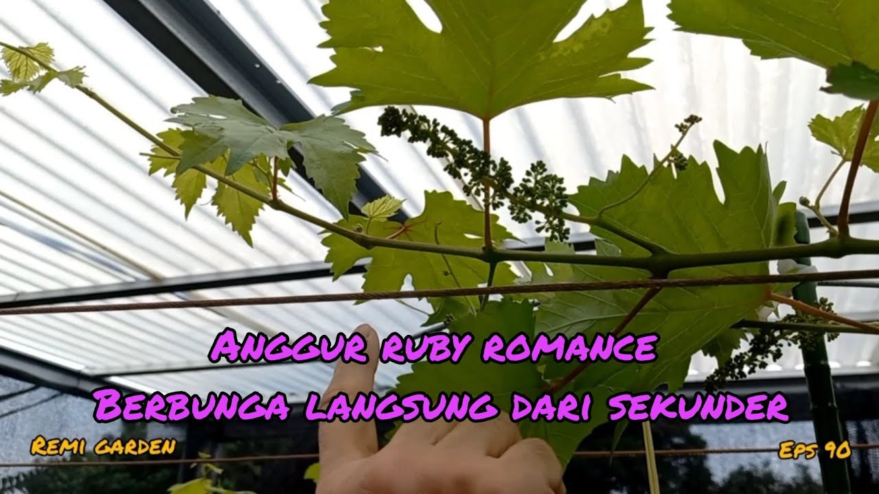 Anggur ruby romance double cordon berbunga dari sekunder - YouTube