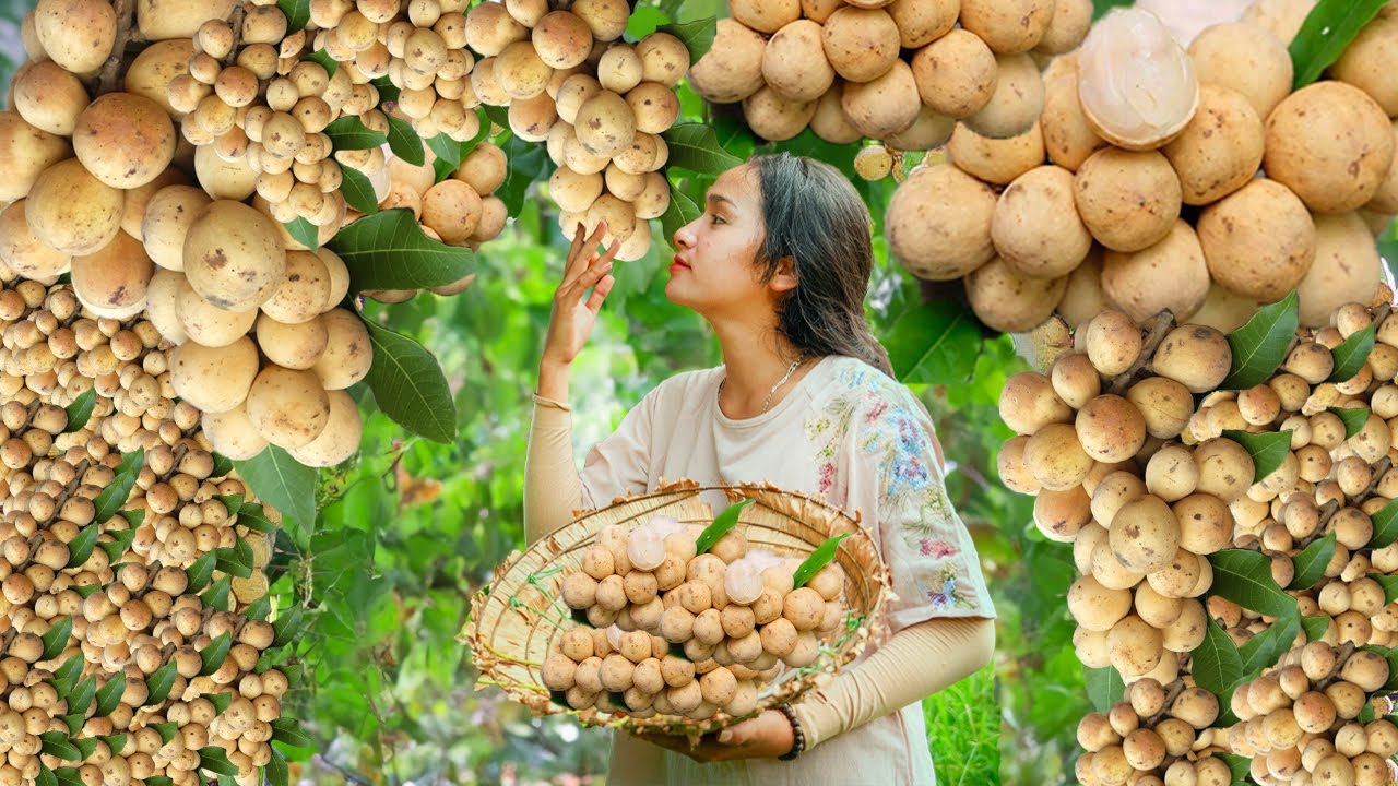 Harvesting BONBON Fruit and Bringing It to the Market to Sell - The ...