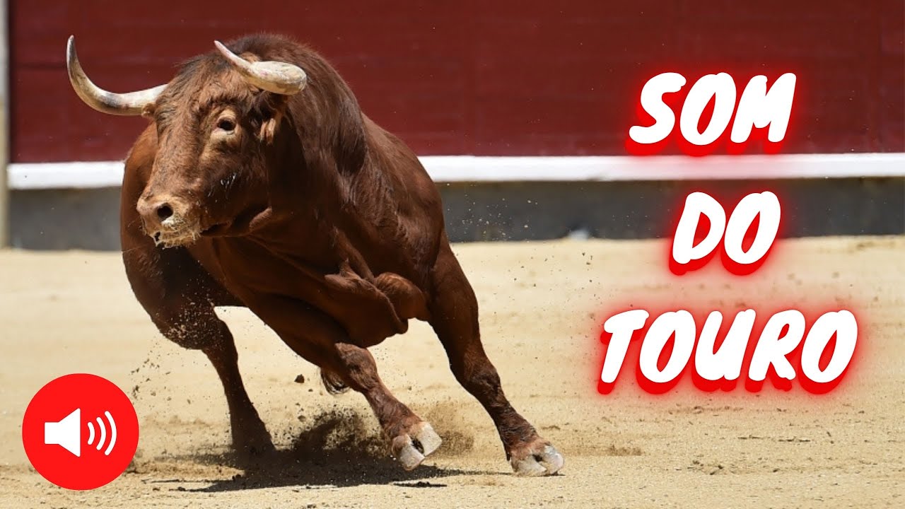 O Som do Touro | Som do Touro Bravo | Barulho do Touro | Mugido do ...