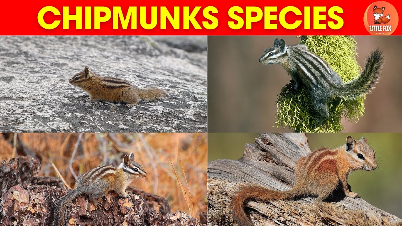 Meet the Chipmunks! | 🐿️ Learn Chipmunk Species Names in English # ...