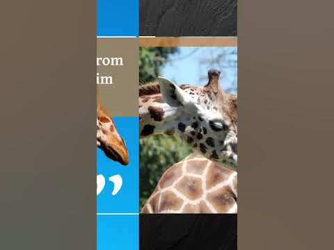 Top 5 Giraffe Books For Kids | Learning With Giraffes | M&A - The ...