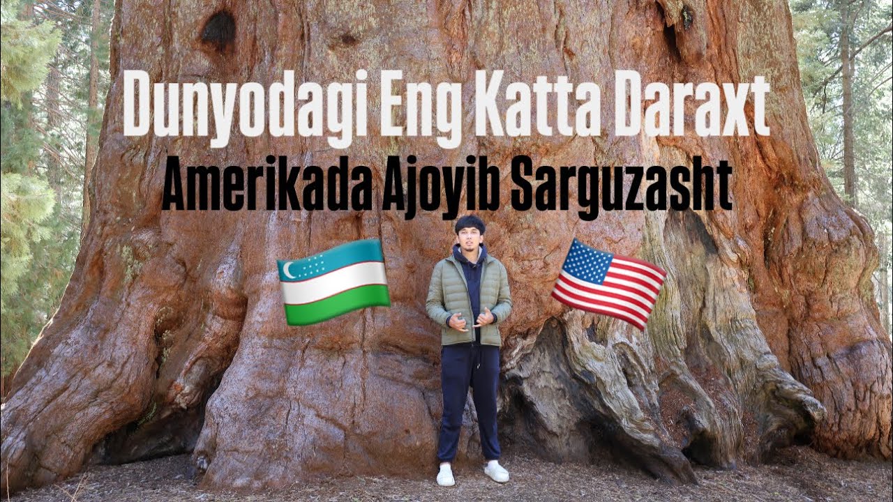 Dunyodagi Eng katta daraxtni kòrgani bordik 🇺🇿🇺🇸 - YouTube