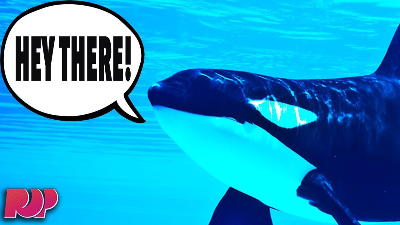 Killer Whale Learns To Mimic Human Speech (AUDIO) - YouTube
