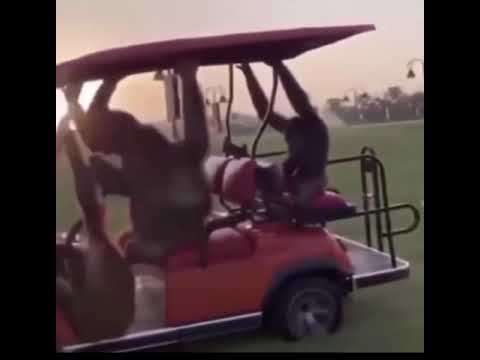 Monkeys driving the golf cart meme