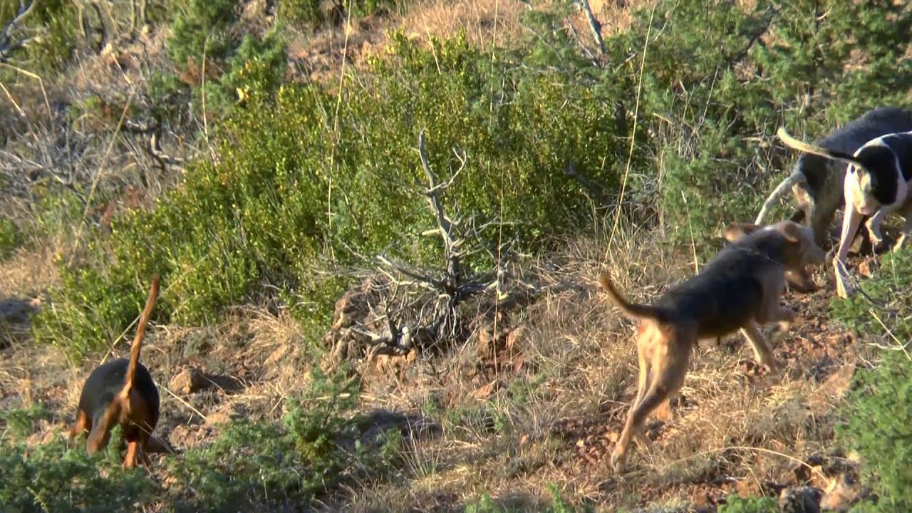 ΚΥΝΗΓΙ ΛΑΓΟΥ - Hare Hunting ΚΑΣΕΤΙΝΑ 3η - YouTube