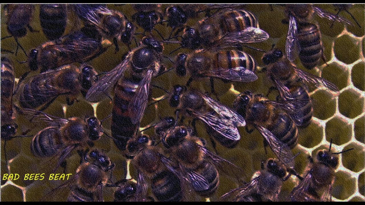 "bad bees" 90s sad underground hip hop beat - YouTube