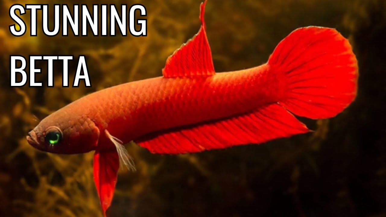Wild Betta Rutilans - YouTube