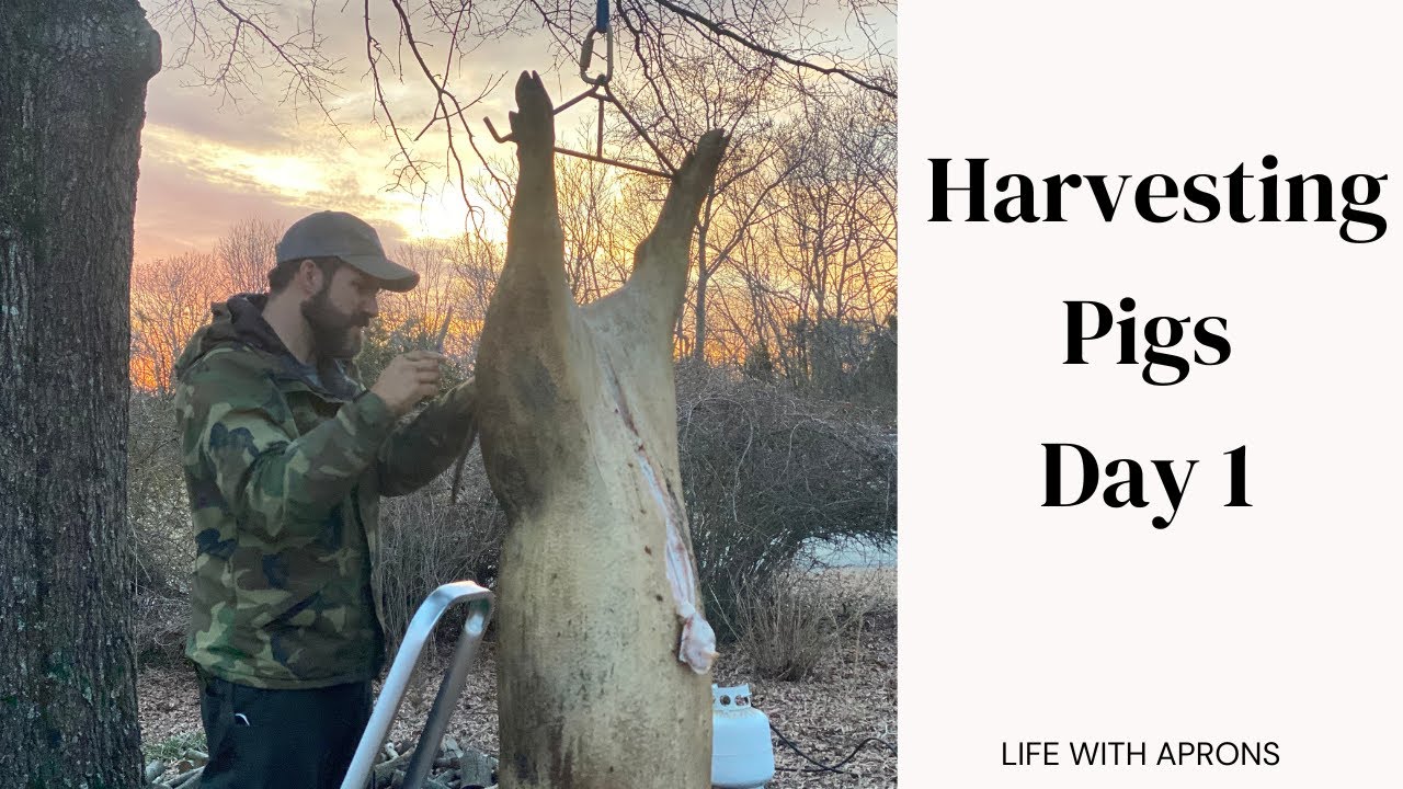 Harvesting Our Pastured Pigs Day 1 - YouTube