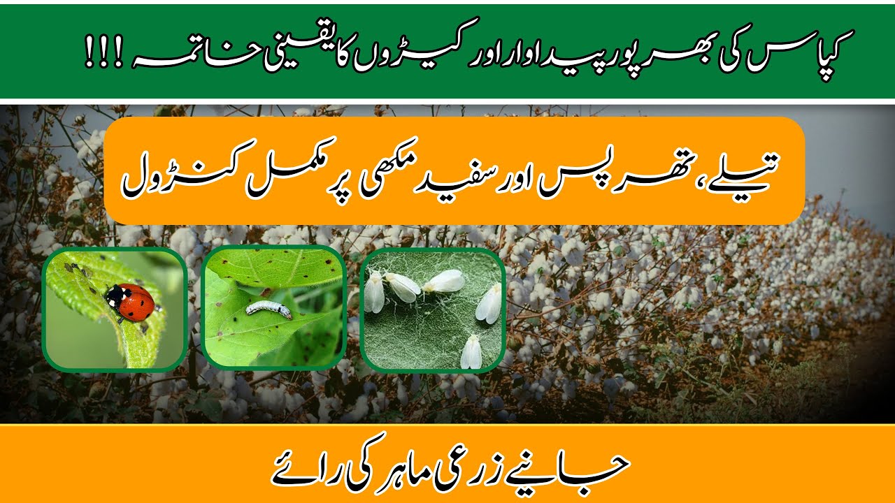 How to Control Tela Thrips and White Fly Attack in Cotton | Achieve ...