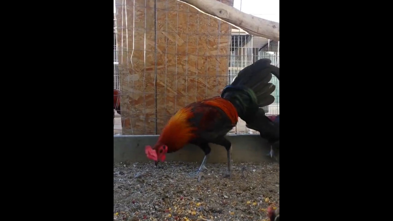 Black Mcrae Stag Gallos Finos - Roosters - Gamefowl Pens - YouTube