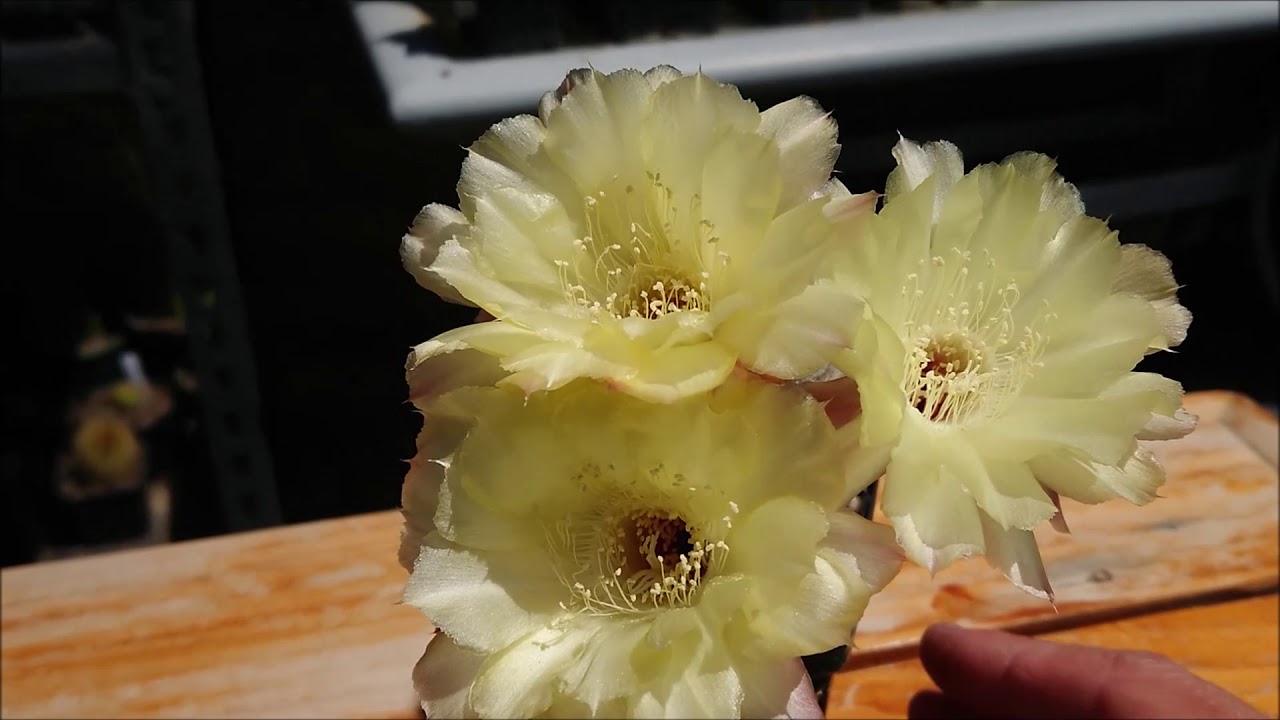 Cactus Minute Episode 16 - YouTube