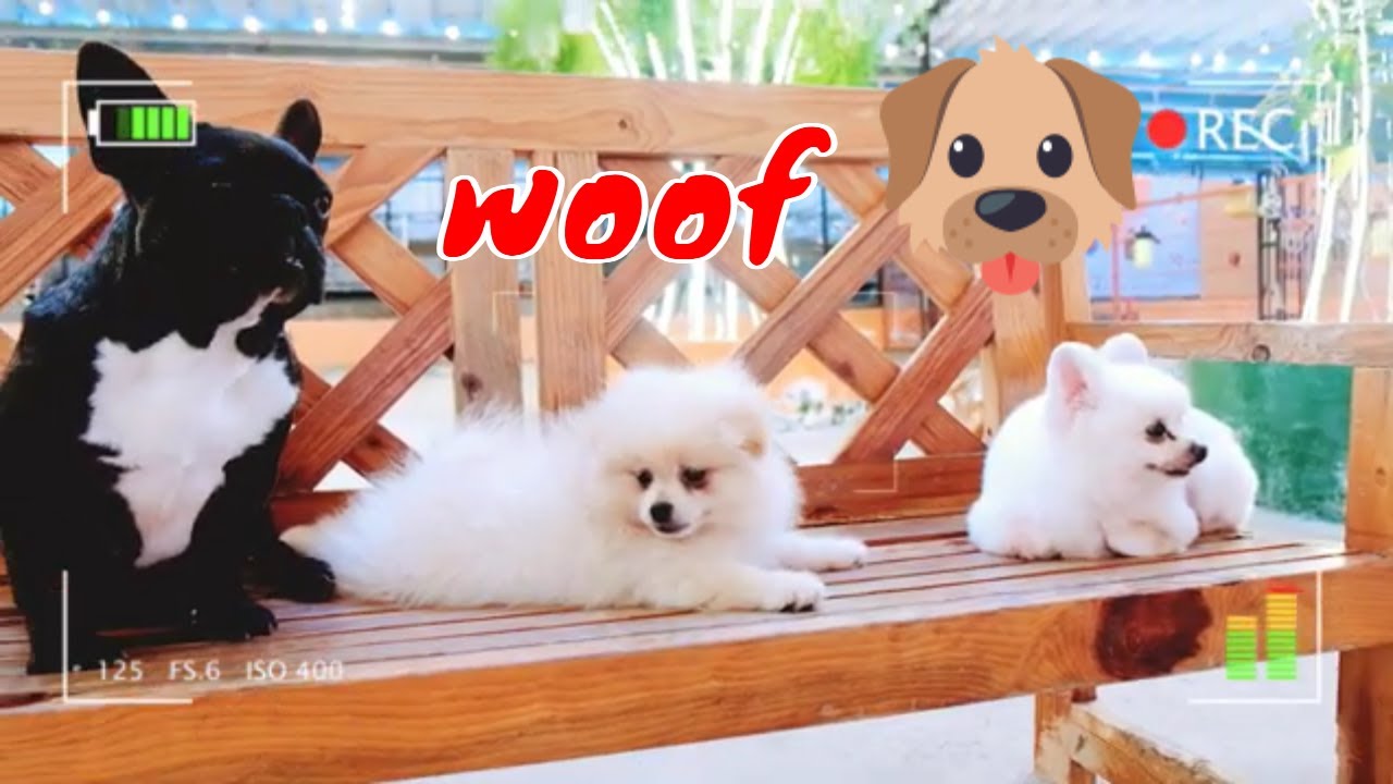 Beautiful Dogs and Puppies Playing Together 2 - Cute Pet Moment | Viral ...