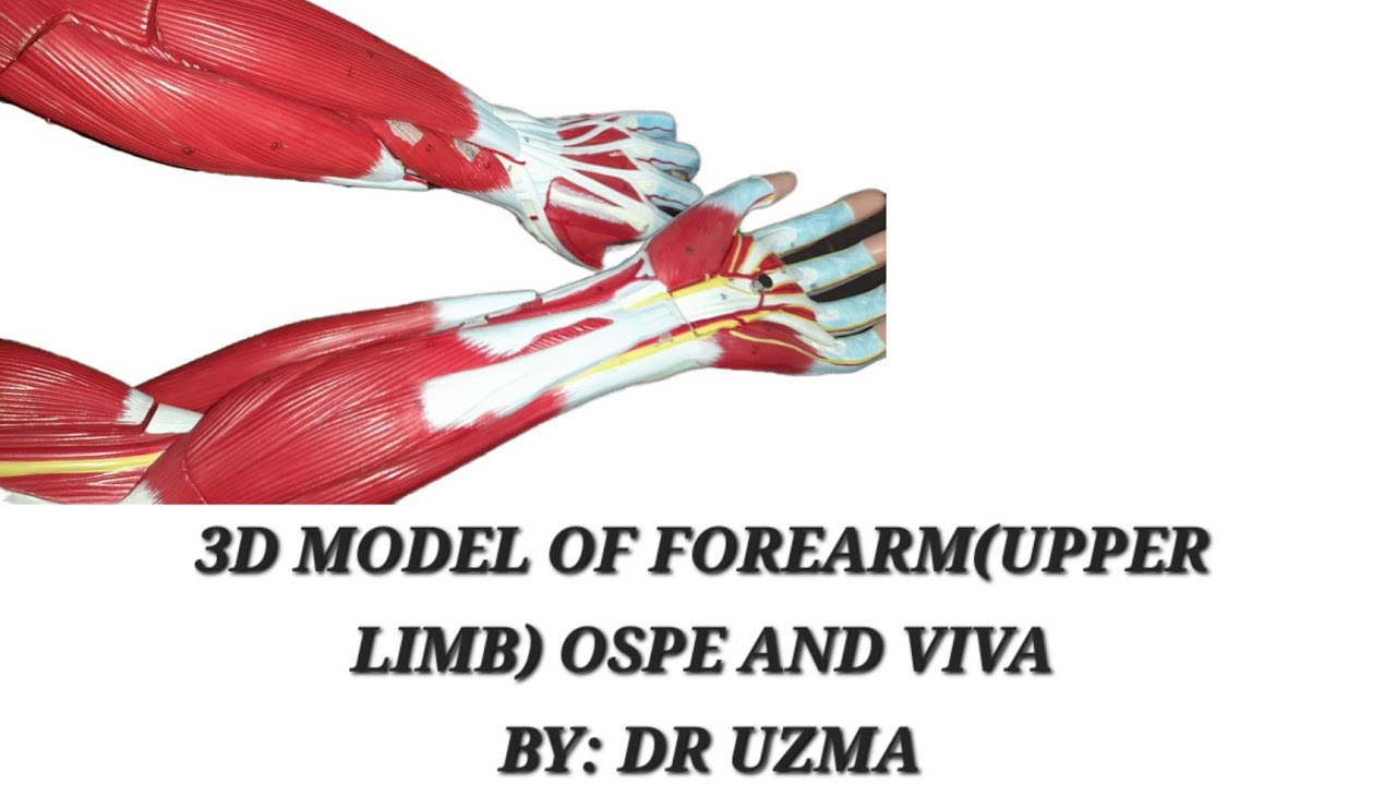 Model of Upper limb Part 2 ( Muscles of forearm) with its complete ...
