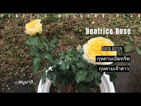 Ep21.Beatrice Rose กุหลาบเบียทริซ - YouTube