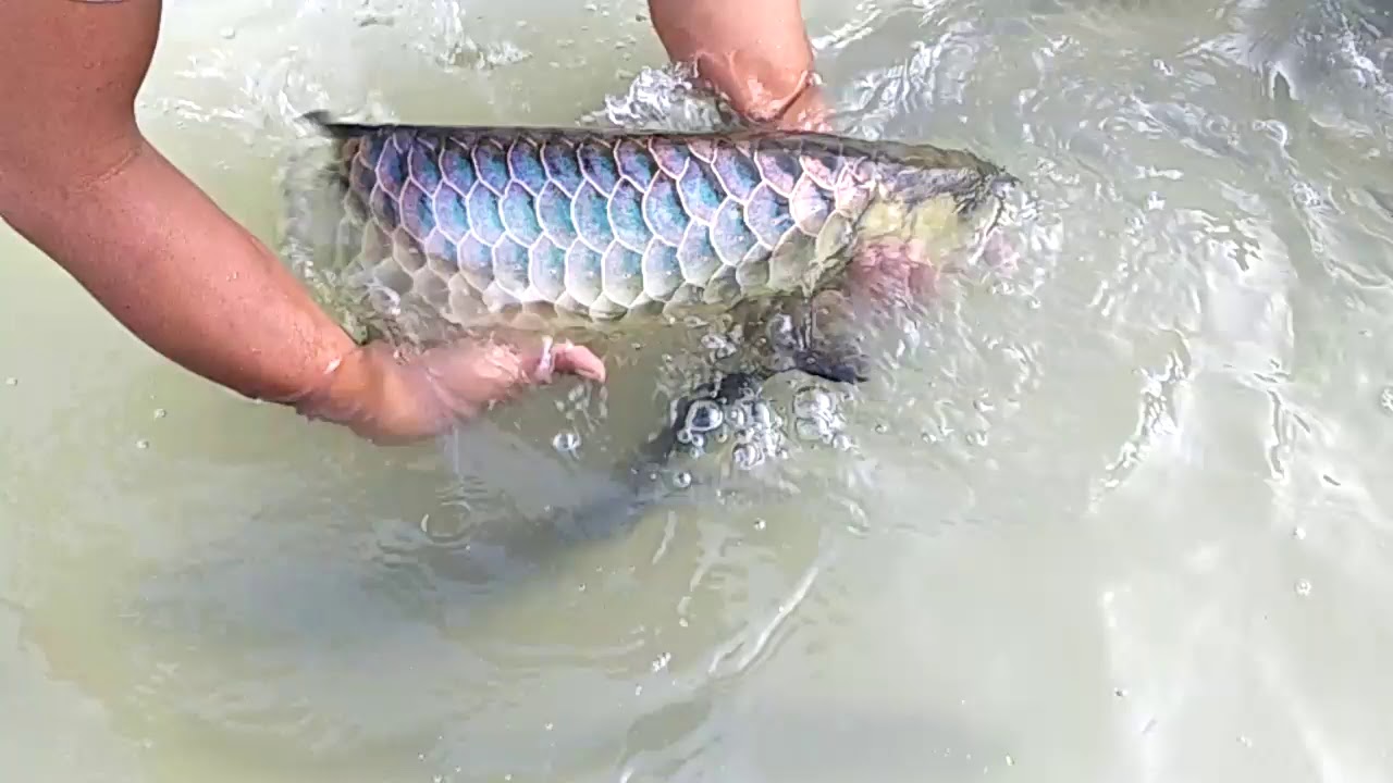 Crossback Arowana Harvesting. Harvesting baby arowana from brooder ...