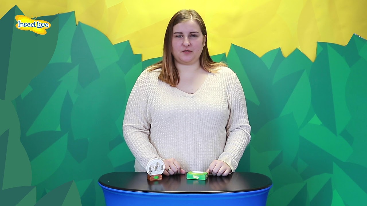 Insect Lore - Chrysalis Station - YouTube