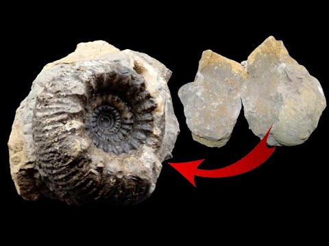 Ammonite Teloceras Fossil Preparation - YouTube