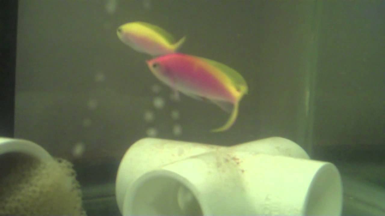 SkullV's New Pinkface Wrasse in QT - YouTube
