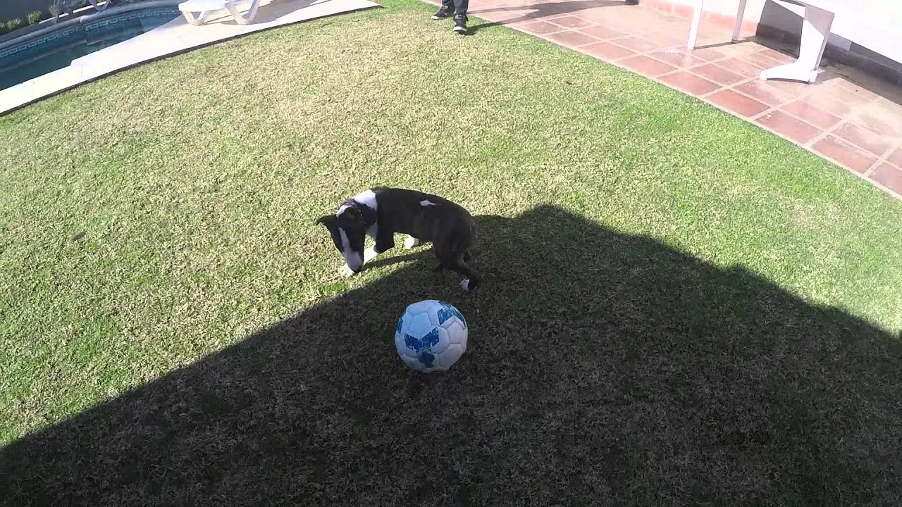 jugando con Lara a la pelota - YouTube