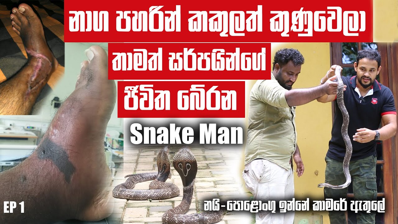 Snake Man feeds Vipers and Cobras on his own hand - නයි - පොළොංගු එක්ක ...