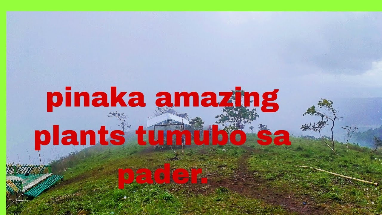 nakakamangha ang pinaka amazing plants tumubo sa pader . - YouTube