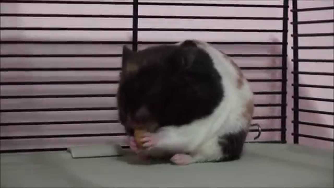 Tortoiseshell Hamster - YouTube