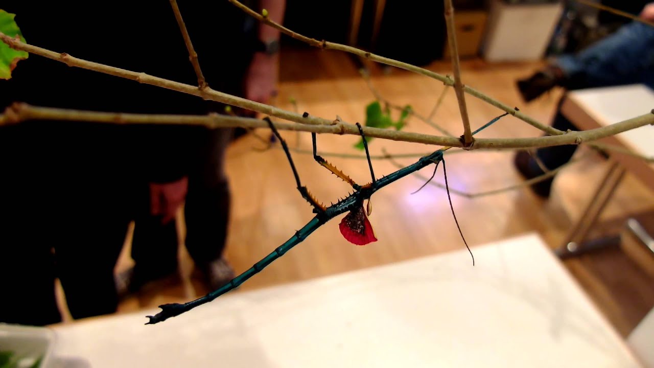Achrioptera fallax - Stick Insect / Gespenstschrecke - YouTube