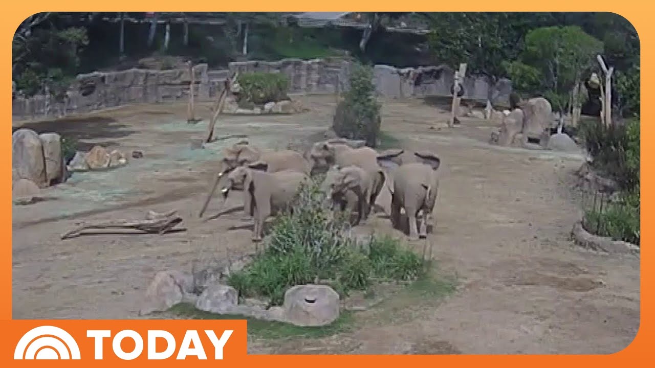 Elephants form protective circle amid California earthquake - YouTube