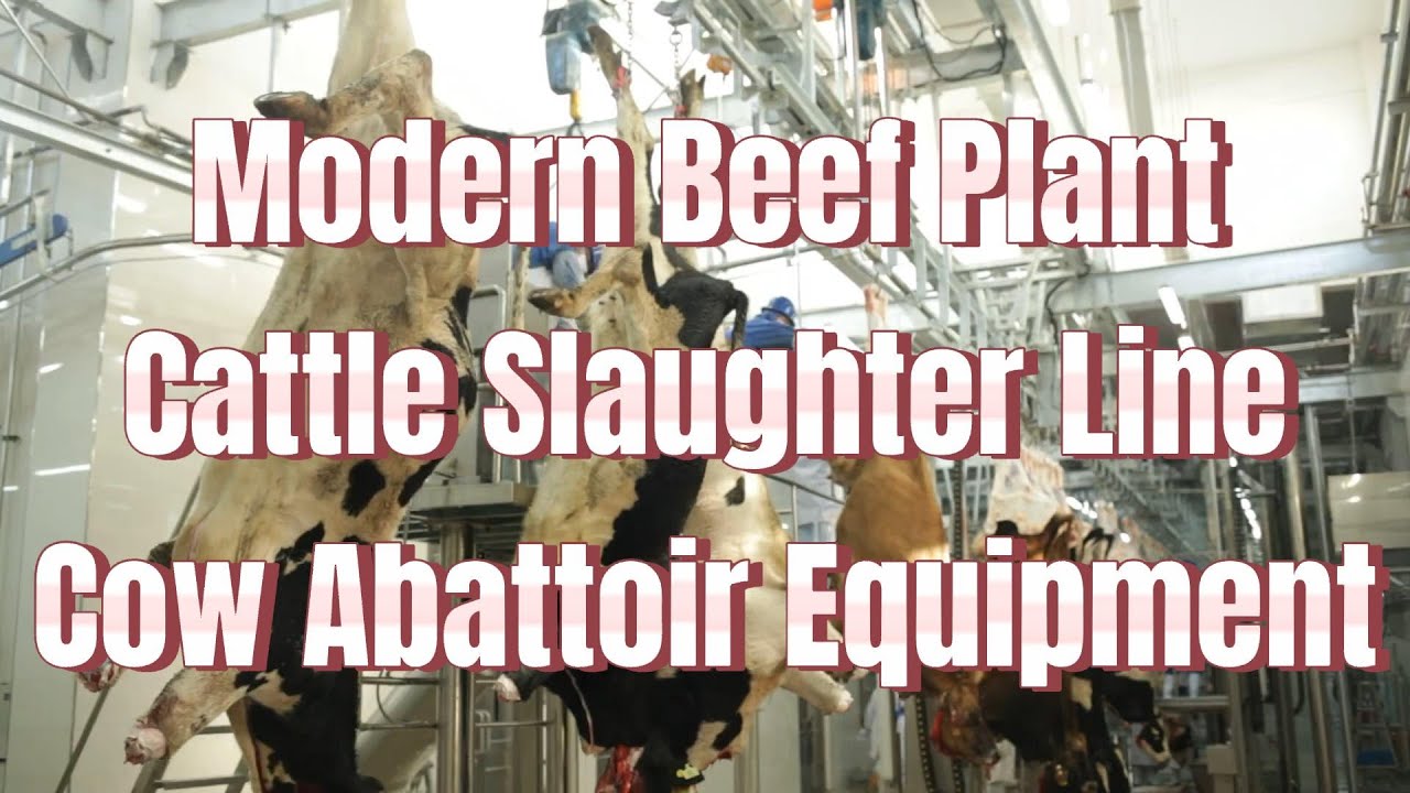 cattle abattoir slaughter line equipment cow slaughterhouse beef plant ...