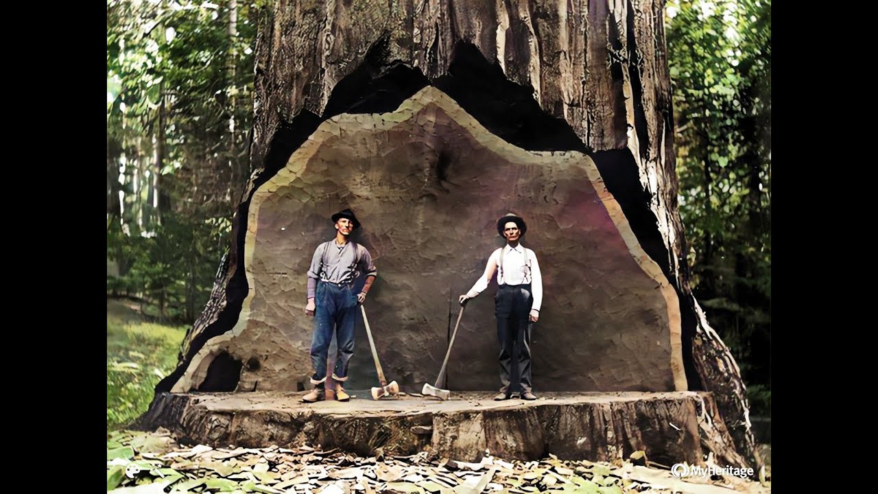 How were giant trees cut down - 1949 - colorized - YouTube