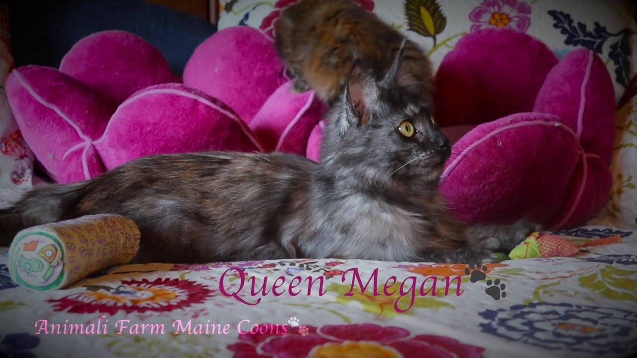 Maine Coon Queen Megan and Her Rocket Kittens!! - YouTube