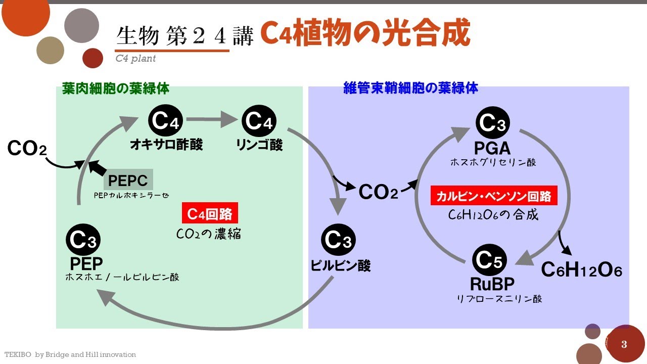 【高校生物】第24講「C4植物」 - YouTube