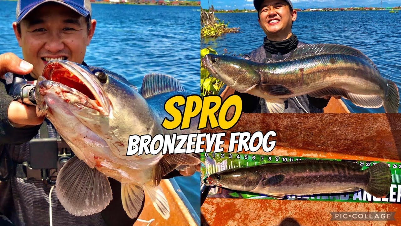 Giant Snakehead Fishing Philippines | SPRO BronzeEye Frog | Outdoor ...