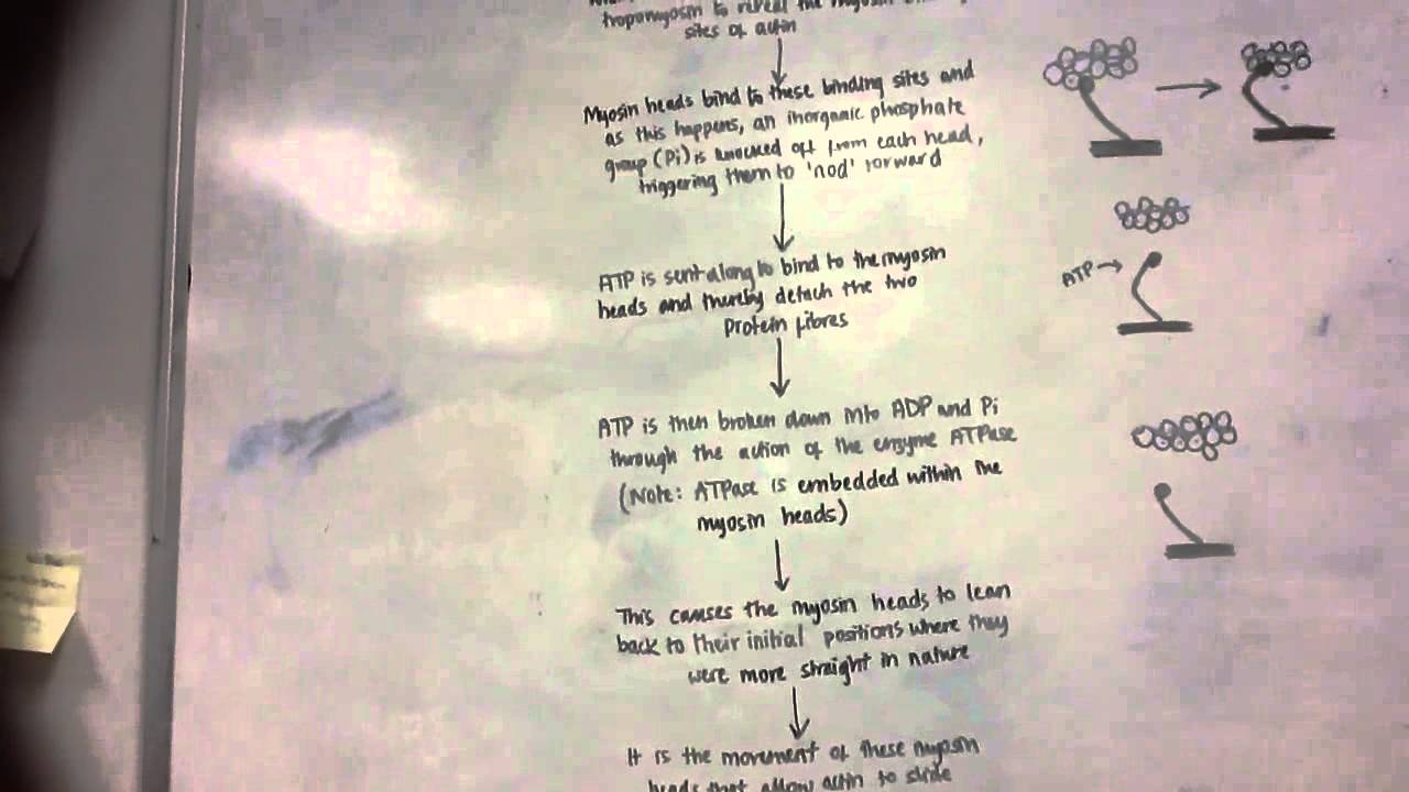 Muscle contraction Edexcel SNAB Biology A level (UTarvala) - YouTube