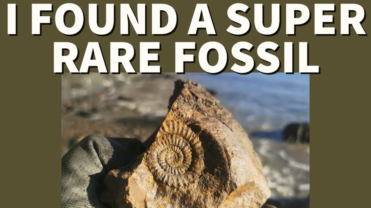 I found a super rare fossil ! - fossil hunting England, North Yorkshire ...