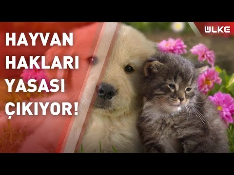 Cumhurbaşkanı Erdoğan'dan hayvan hakları için talimatı verdi!