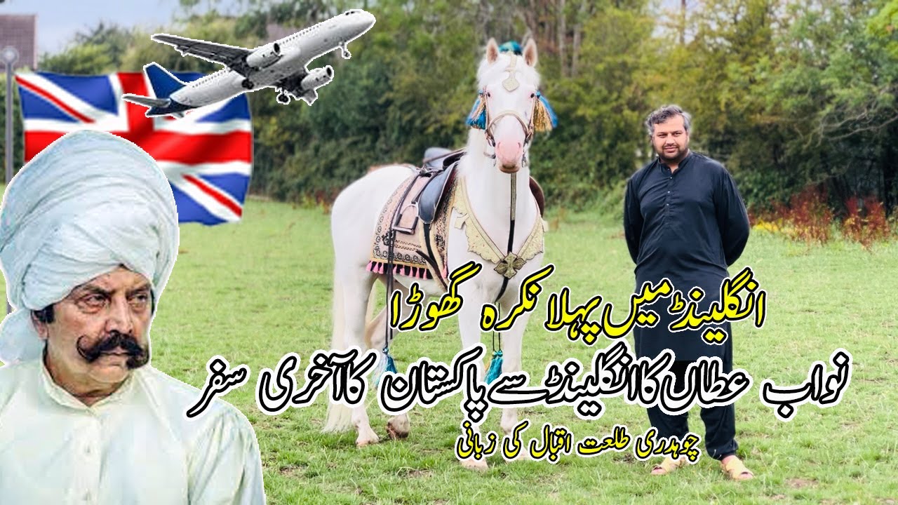 Rare First Nukra Horse In England || Nawab Malik Atta Last Journey from ...