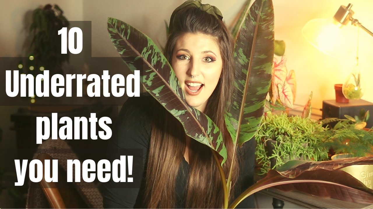 10 Houseplants That Are Super Underrated And Cheap That You Need! - YouTube