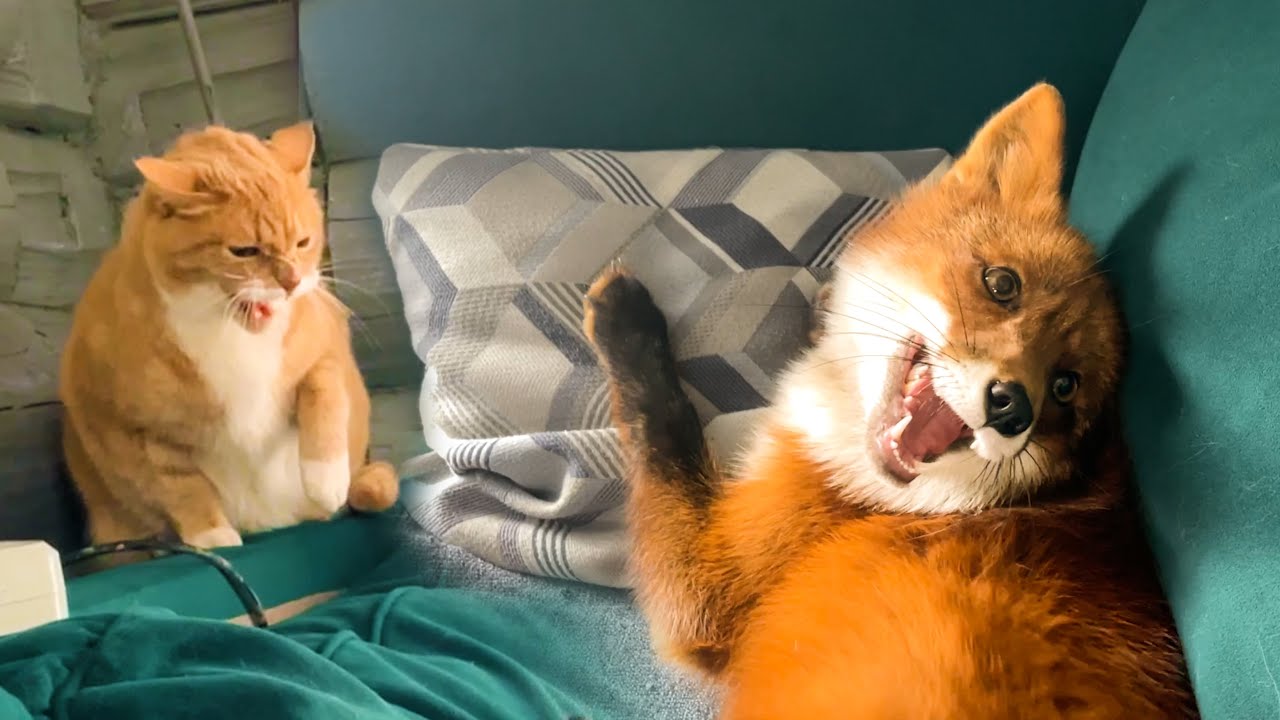 The reaction of a wild fox to a CAT 🦊😼 - YouTube