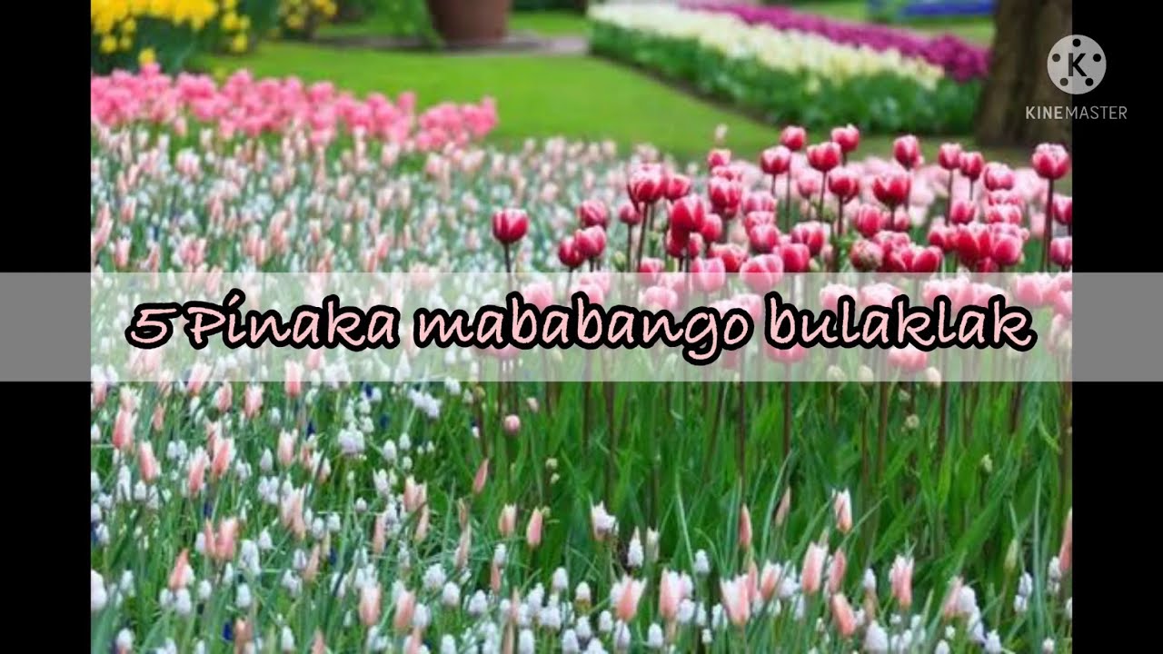 5 Pinaka Mababangong Bulaklak - YouTube