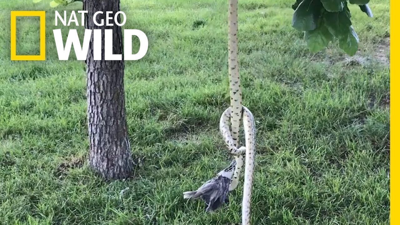 Two Hungry Snakes Fight Over a Bird in Rare Encounter | Nat Geo Wild ...