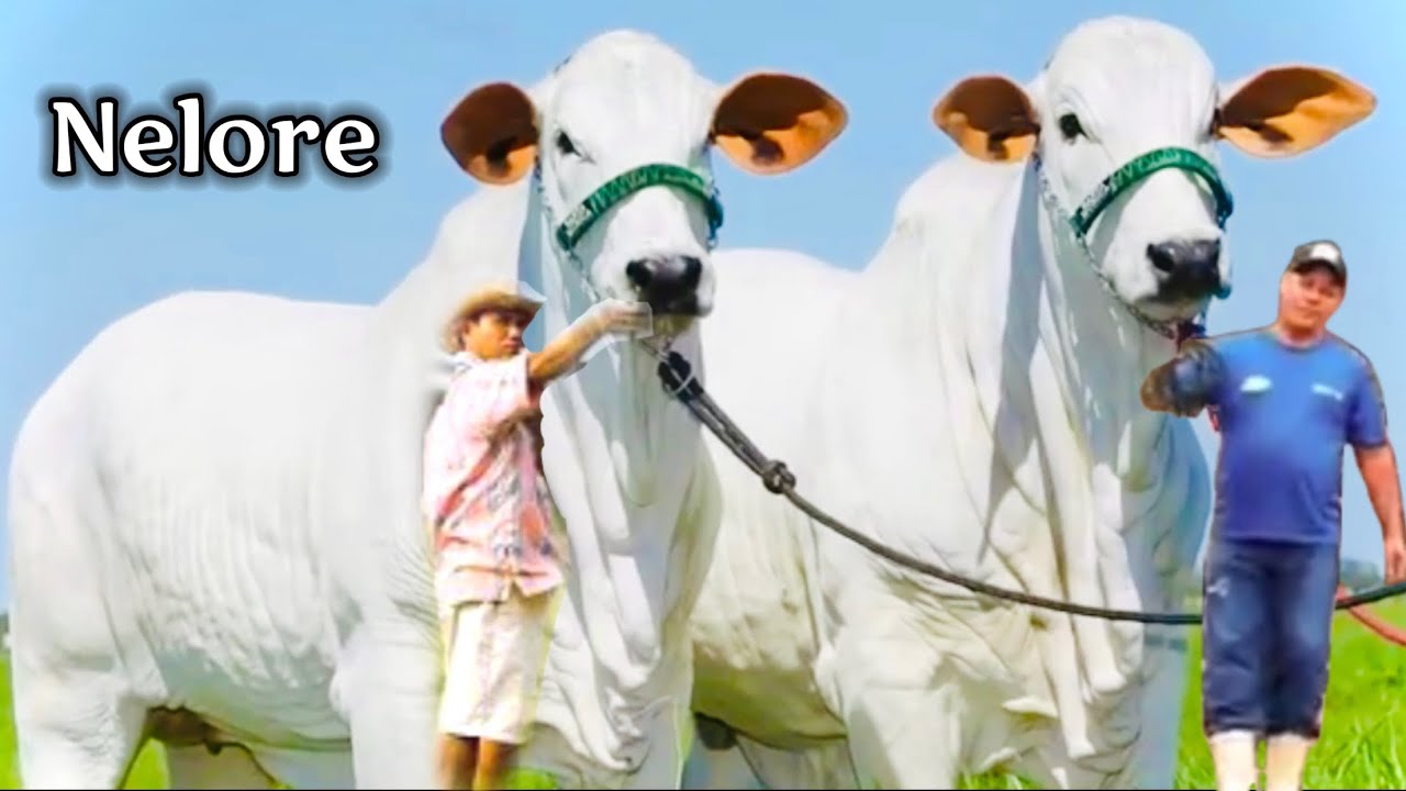 Nelore cow | Big cow in the world | Nelore bull | - YouTube