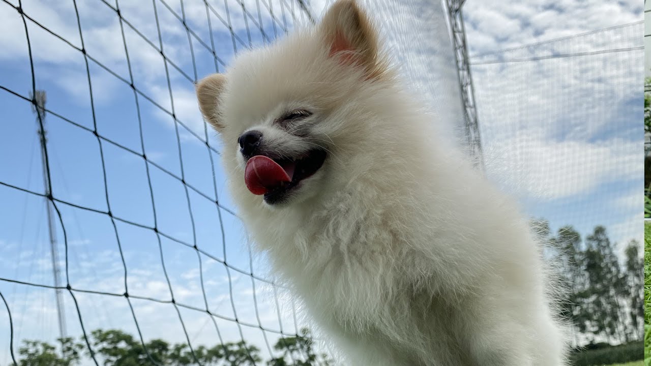 Playing Dogs Video - Lovely moment of Pomeranians on the stadium ...