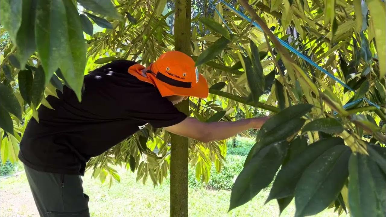 Pruning Durian Musang King Rimbun | Usia 25 Bulan Pasca Tanam - YouTube